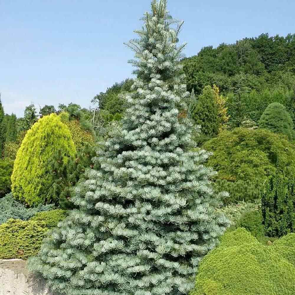 Brad Alb Pitic Archer's Dwarf (Abies Concolor) | Verdena – VERDENA