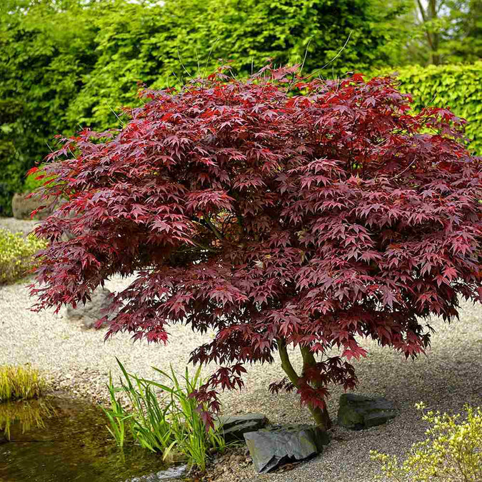 Artari japonezi | Eleganta Gradinii tale | Verdena.ro – VERDENA