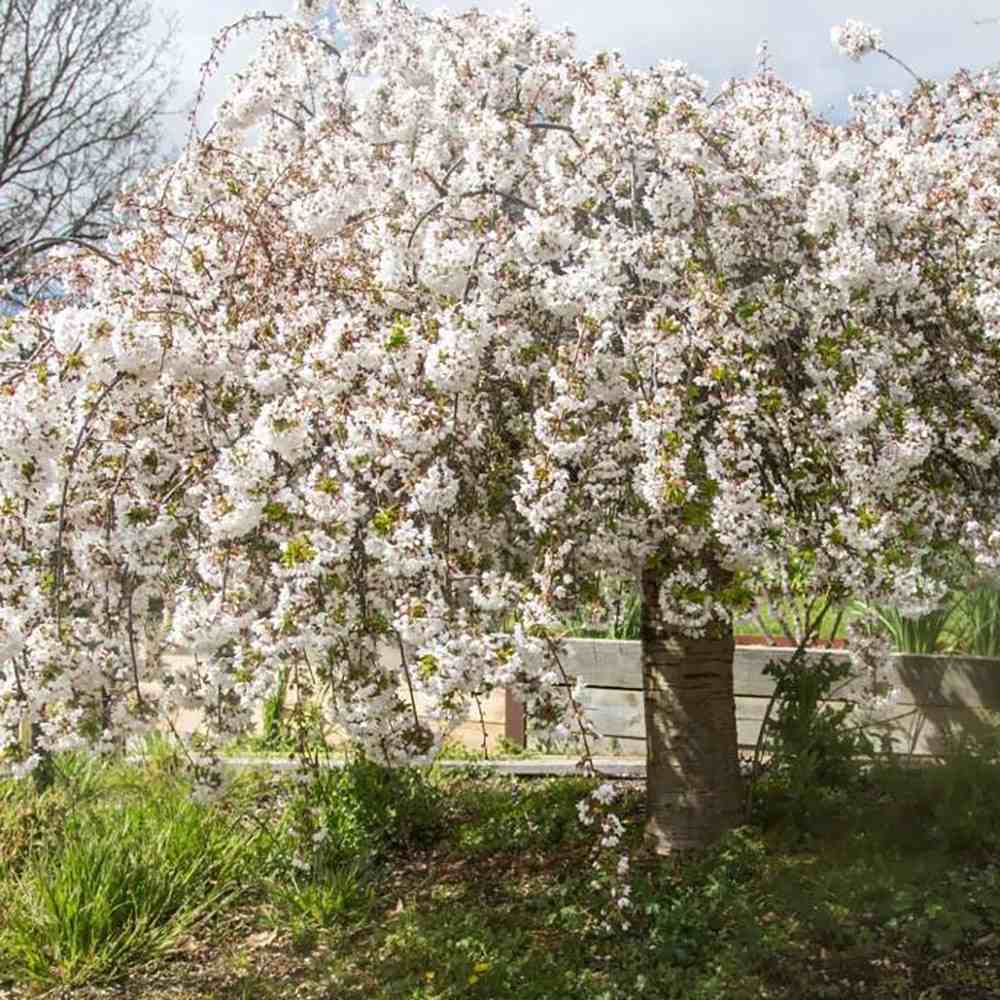 Copac Sakura - Cires Japonez Plangator Prunus Ivensii | Verdena – VERDENA