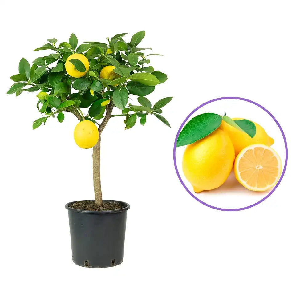 Pom Lamai (Citrus Limon) - 60 cm | Verdena – VERDENA