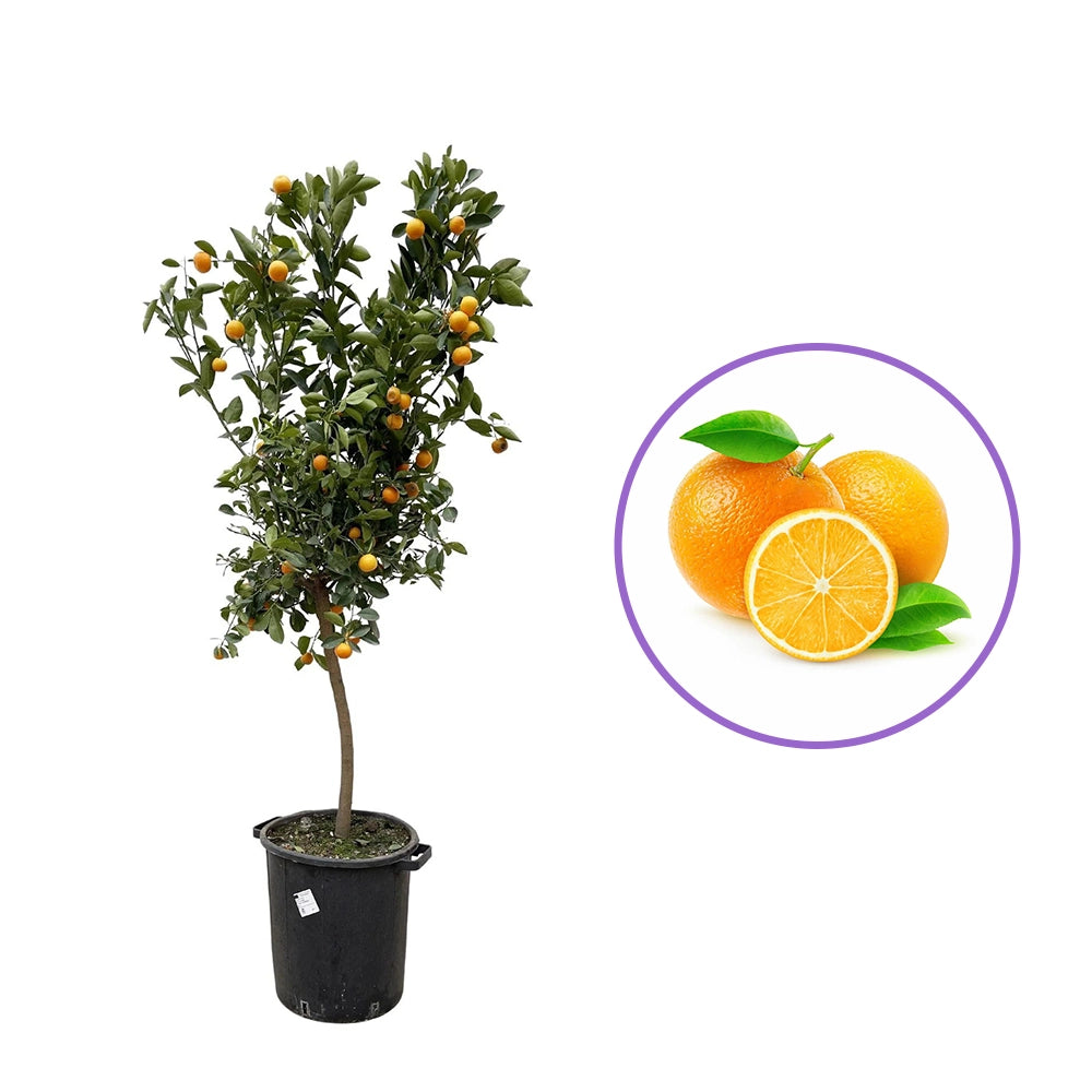 Portocal Valencia (Citrus sinensis), cu fructe dulci | Verdena – VERDENA
