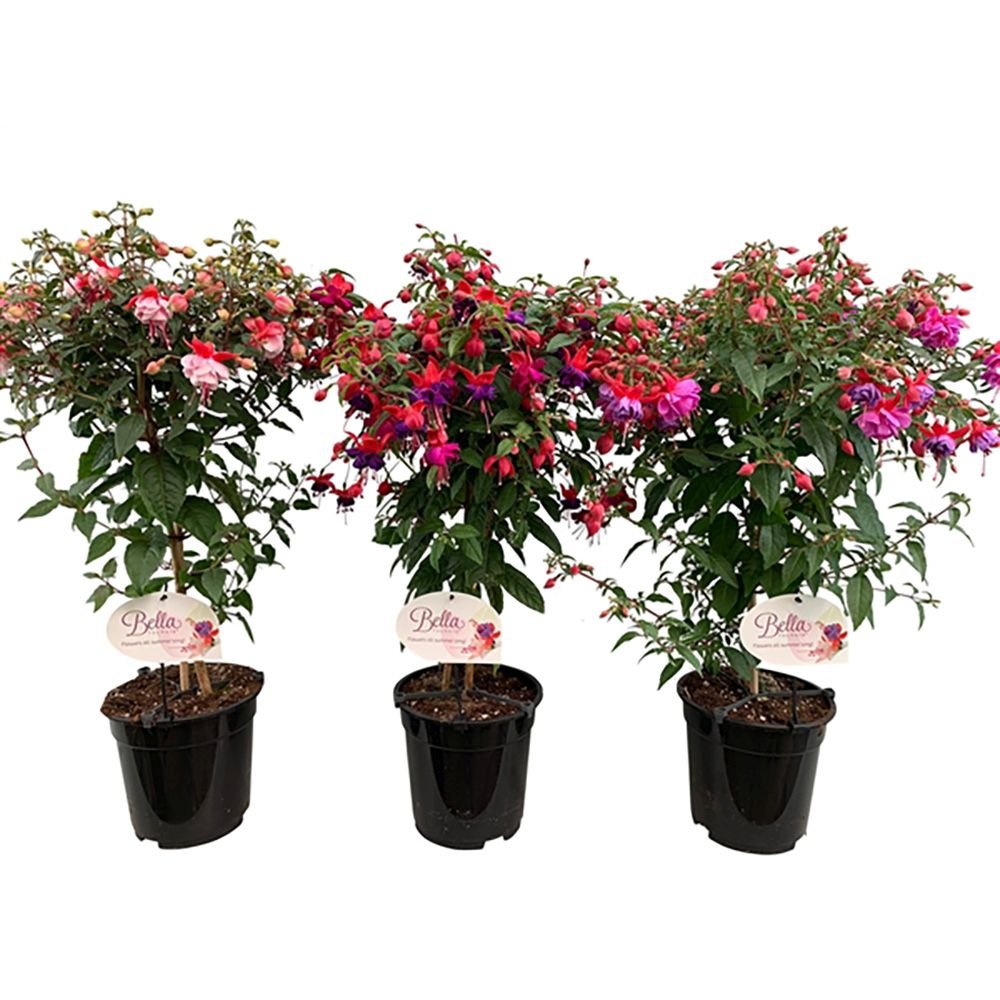 Copacel rosu-violet Cercelus (Fuchsia) | Verdena – VERDENA