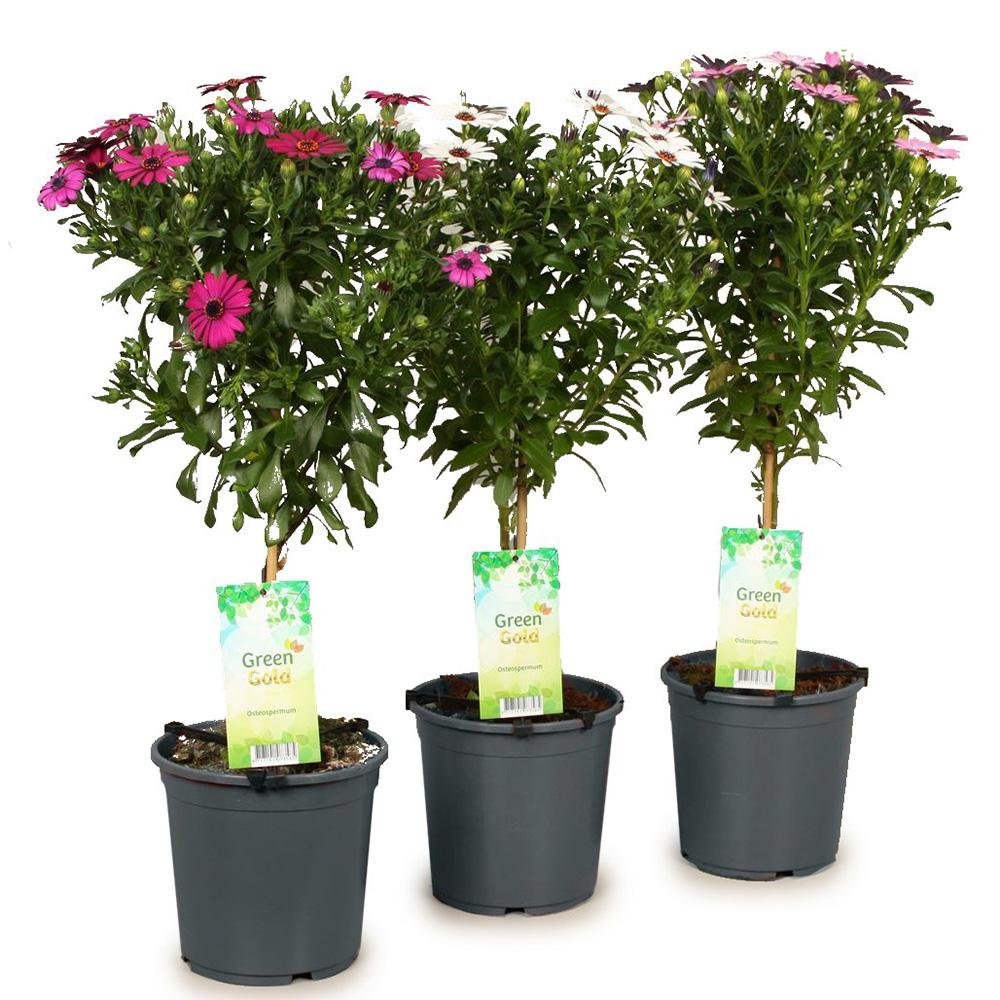 Copacel Margareta Africana (Osteospermum) | Verdena – VERDENA