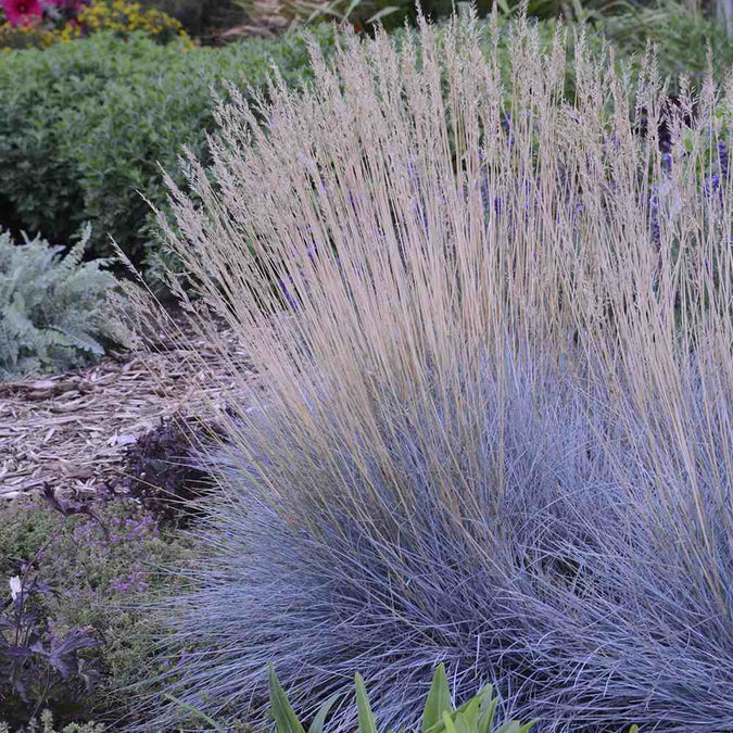 Festuca glauca (Iarba albastra) Intens Blue | Verdena – VERDENA