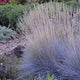 Festuca glauca (Iarba albastra) Intens Blue | Verdena – VERDENA