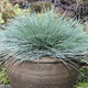 Festuca glauca (Iarba albastra) Intens Blue | Verdena – VERDENA