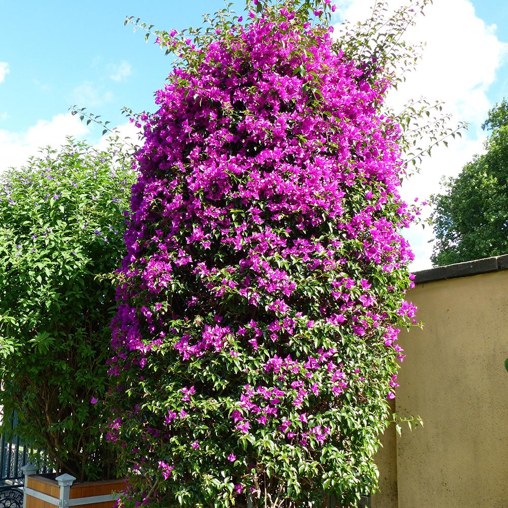 Floare de Hartie Bougainvillea Sanderiana Piramidala | Verdena – VERDENA
