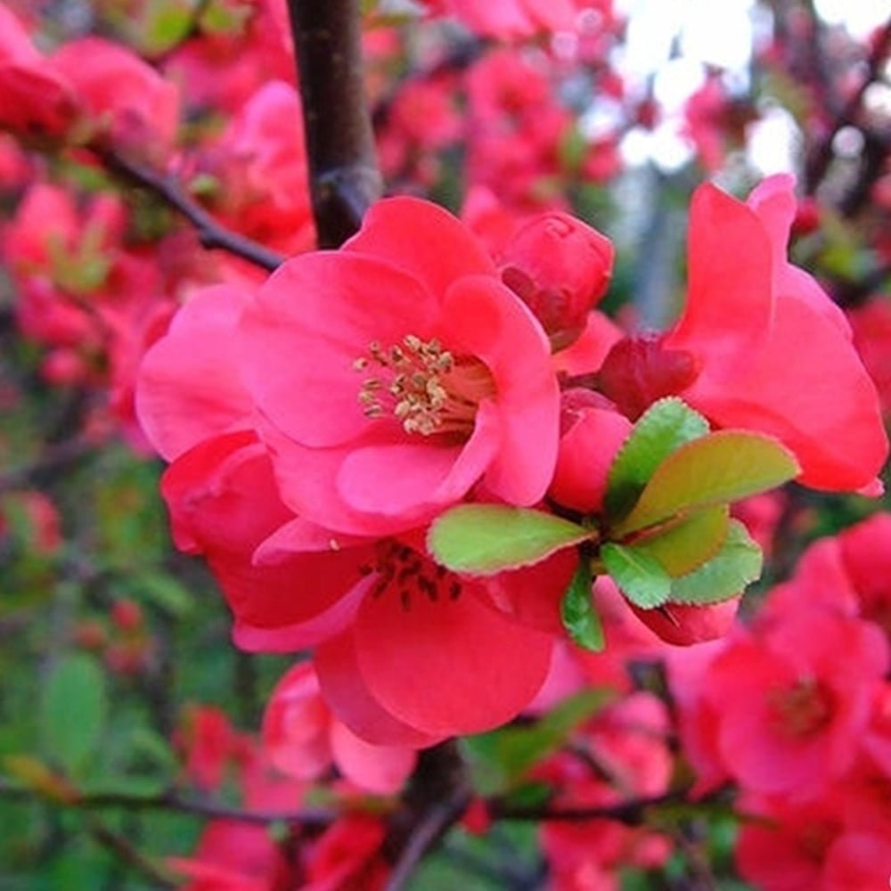 Gutui Japonez (Chaenomeles) Pink Lady | Verdena – VERDENA