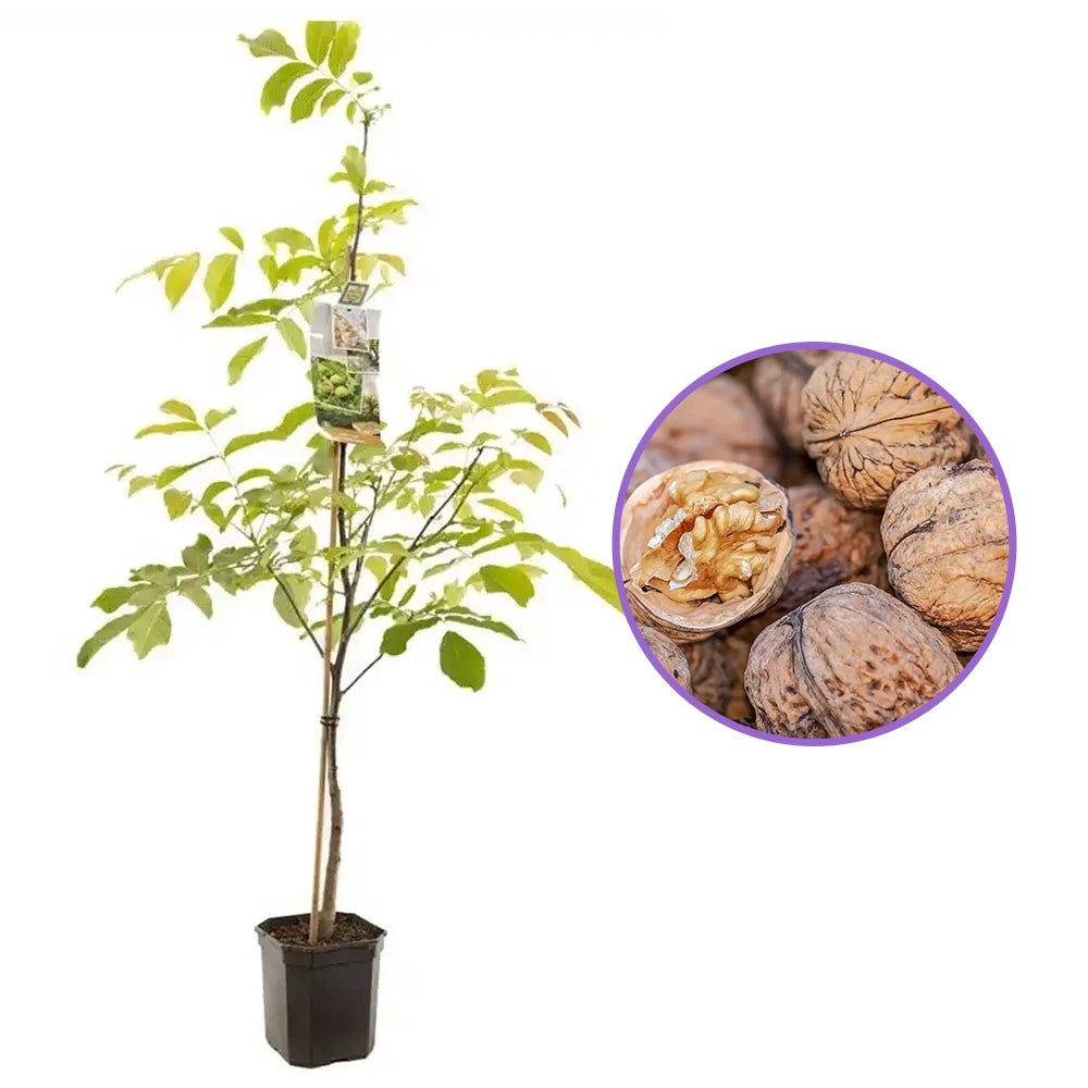 Nuc Regia Fernette (Juglans Regia), cu gust dulce | Verdena – VERDENA