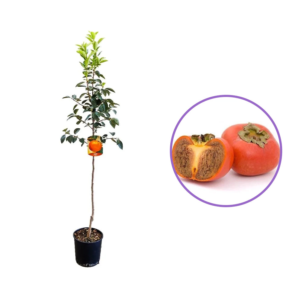 Pom Kaki Chocolate (Diospyrus) Curmal Japonez | Verdena – VERDENA