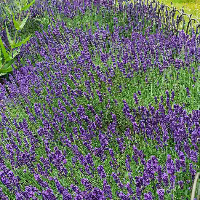 Lavanda Englezeasca albastru-mov Hidcote Blue | Verdena – VERDENA