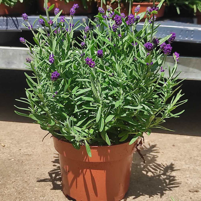 Lavanda Englezeasca albastru-mov Hidcote Blue | Verdena – VERDENA