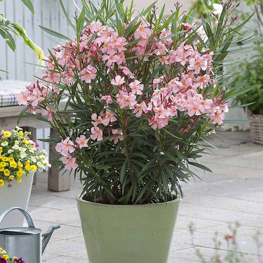 Leandru Nerium roz-somon Tufa | Verdena – VERDENA