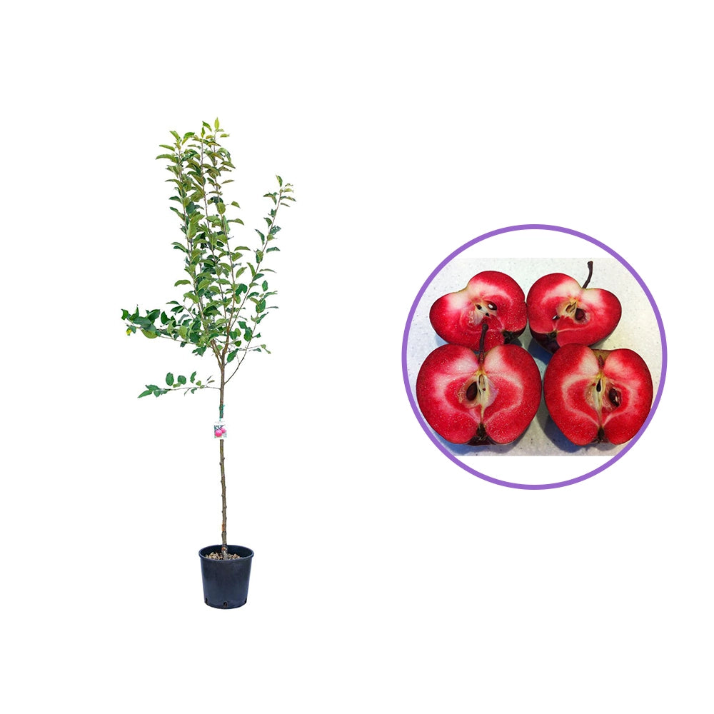 Mar (Malus) Starking cu fructe rosii dulci-acrisor | Verdena – VERDENA