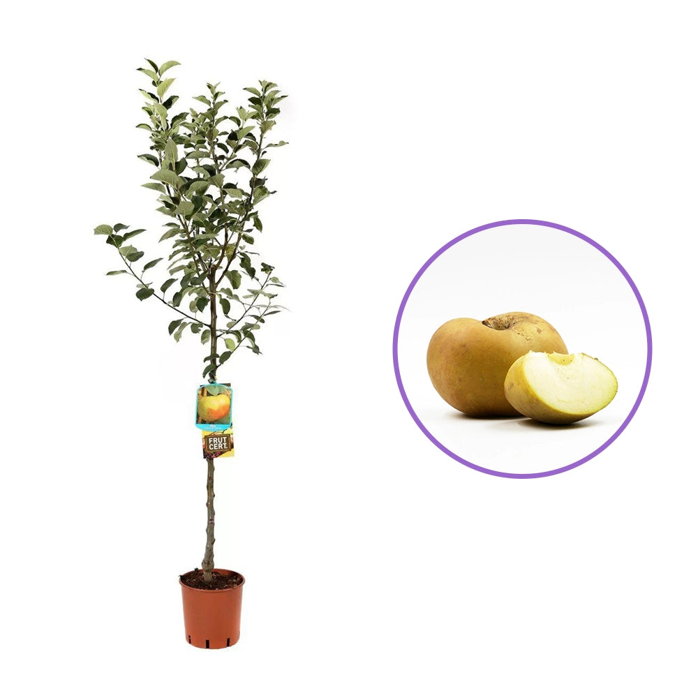 Mar (Malus) Renetta Del Canada cu fructe verzi-galbui | Verdena – VERDENA