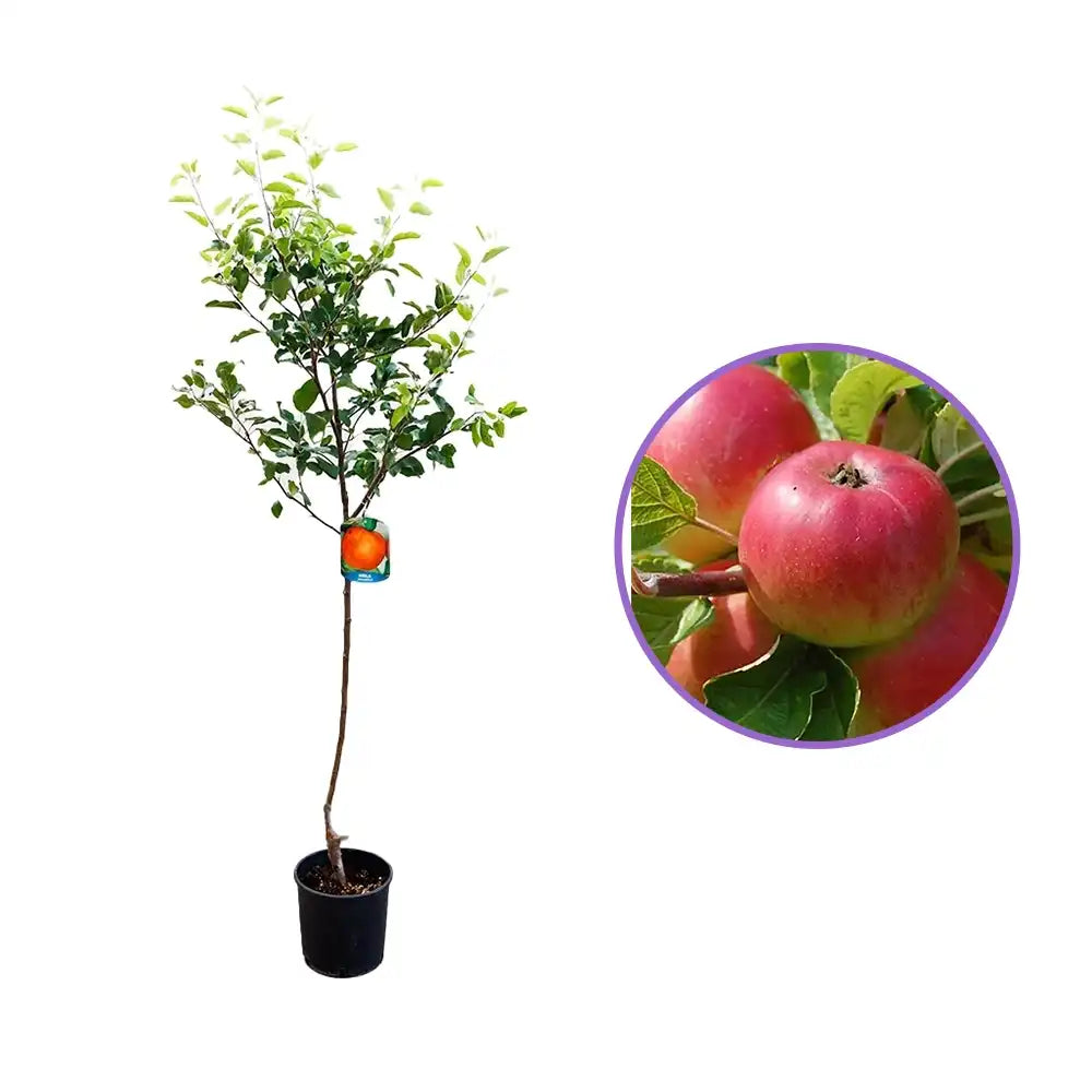 Mar (Malus) Marchigiana cu fructe rosii dulci-acrisor | Verdena – VERDENA