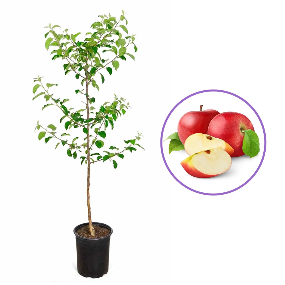 Mar (Malus) Fuji, cu fructe rosii dulci crocante | Verdena – VERDENA