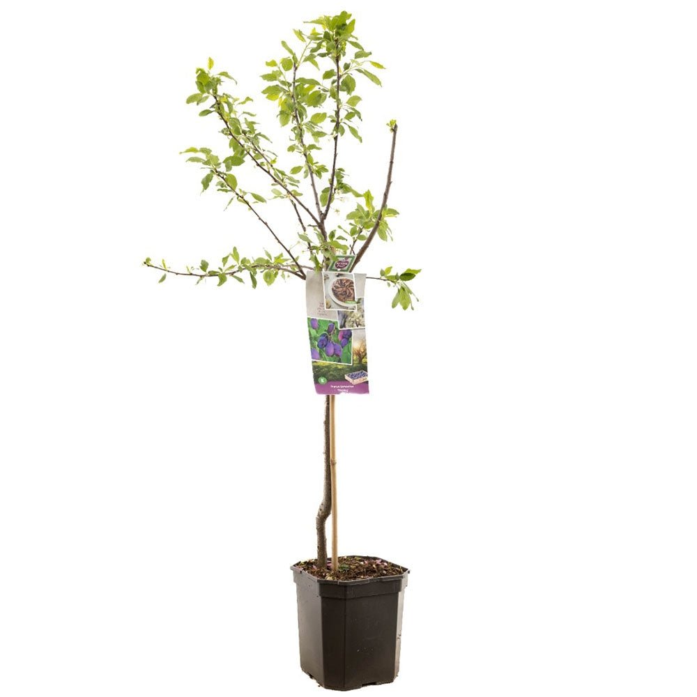 Prun Stanley (Prunus Domestica), cu fructe dulci violet | Verdena – VERDENA