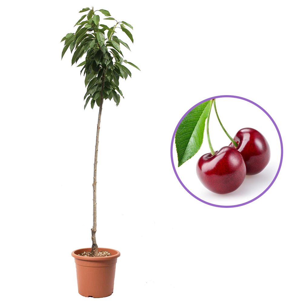 Cires (Prunus Avium) Sunburst | Verdena – VERDENA