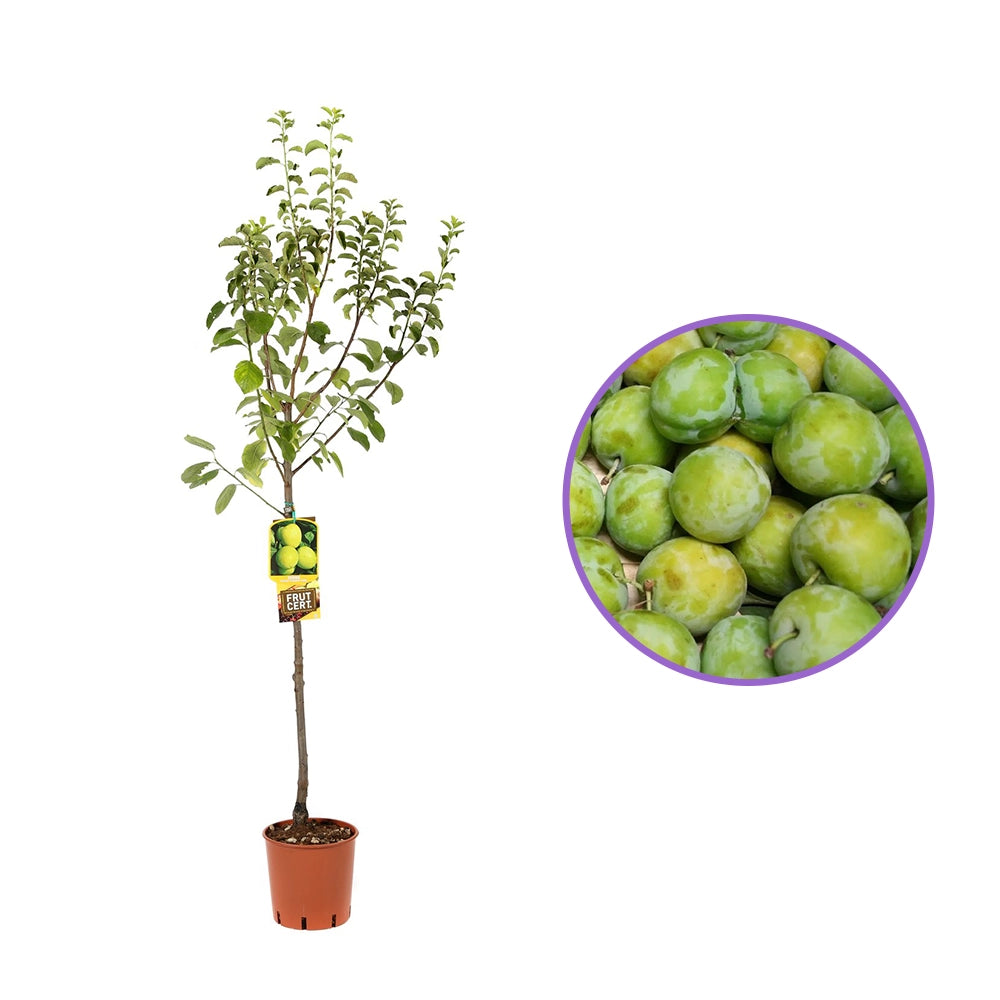 Prun Regina Claudia Verde (Prunus Domestica) | Verdena – VERDENA