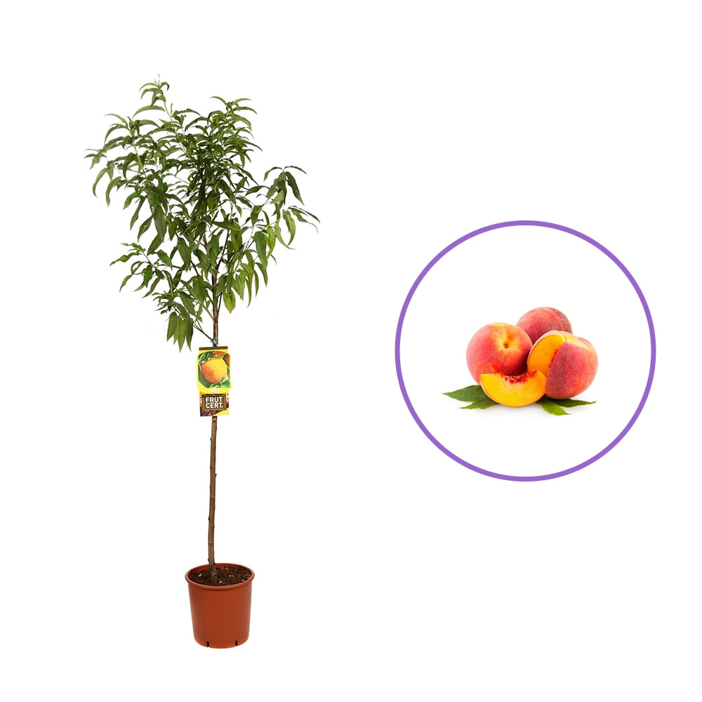 Piersic (Prunus Persica) Guglielmina | Verdena – VERDENA