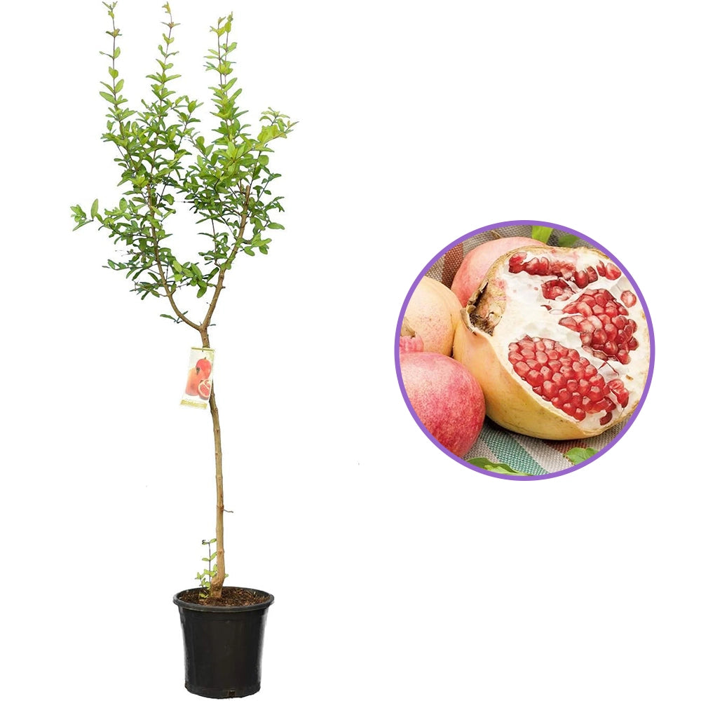 Rodiu Tip Copac (Punica Granatum) Dente Di Cavallo | Verdena – VERDENA