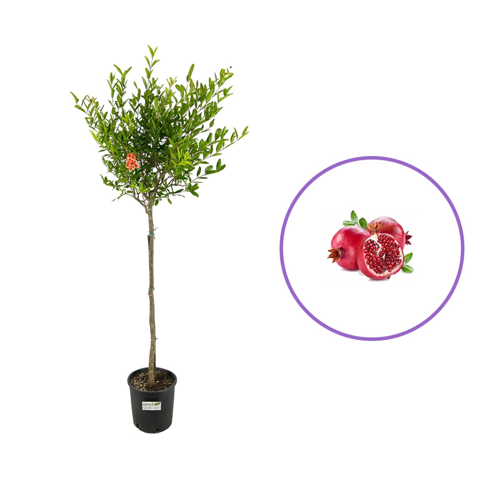 Rodiu Tip Copac (Punica Granatum) Parfianka | Verdena – VERDENA