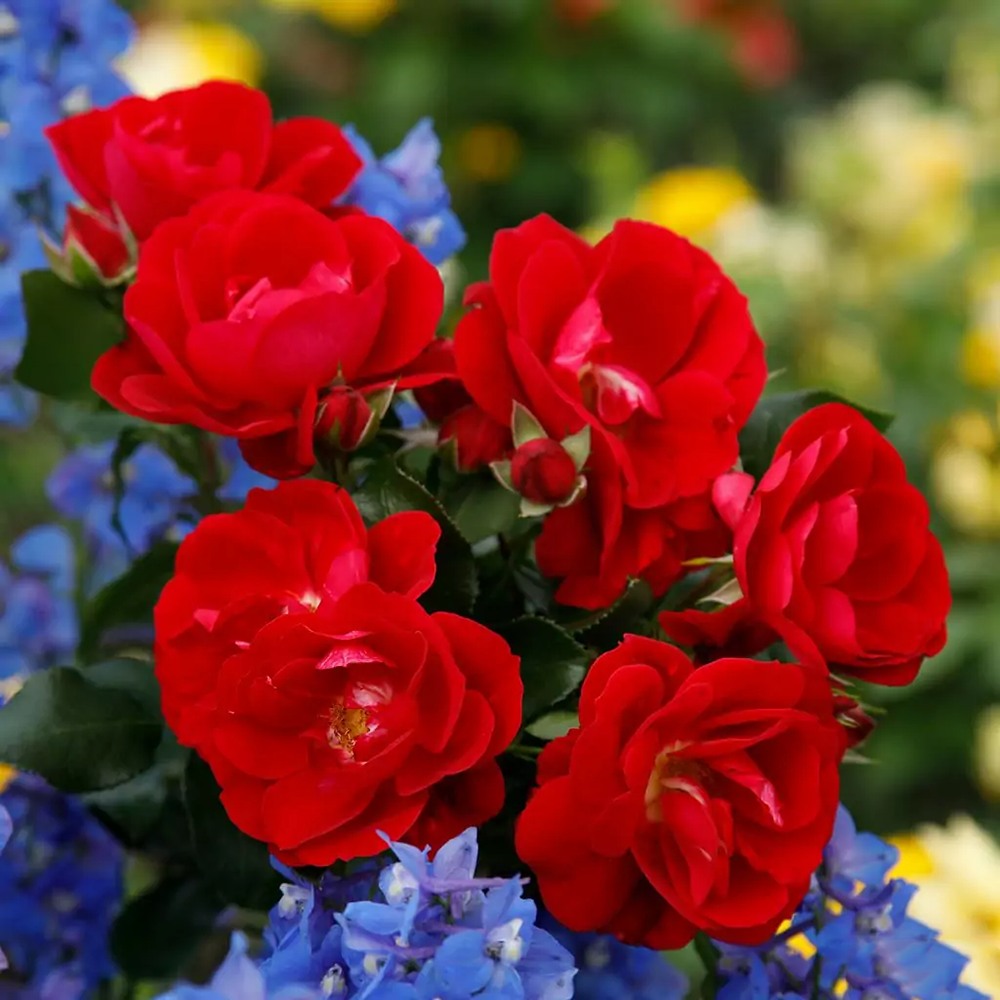 Trandafir Pitic rosu Caracho, inflorire repetata | Verdena – VERDENA