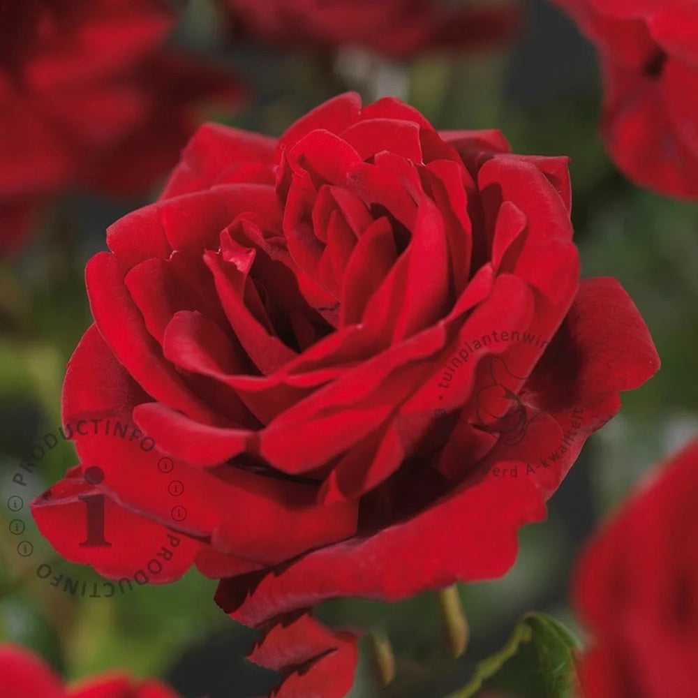 Trandafir teahibrid rosu Santana | Verdena – VERDENA