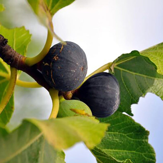 Smochin – pom fructifer exotic, perfect pentru climatul temperat – VERDENA