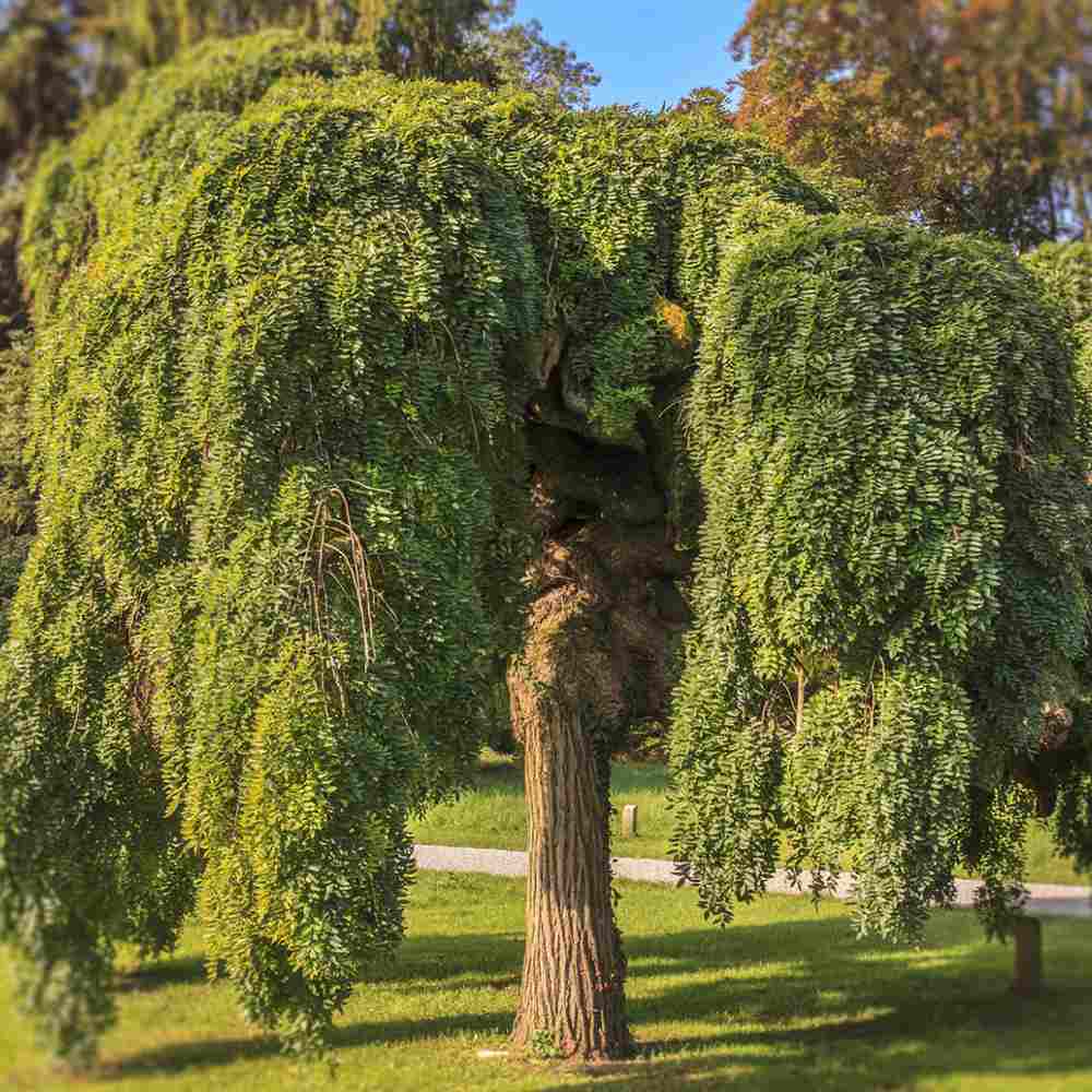 Salcam Japonez Plangator (Sophora Japonica) | Verdena – VERDENA