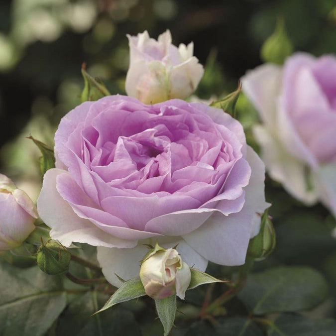 Trandafiri Cataratori | Eleganta Ascendenta | Verdena.ro – VERDENA