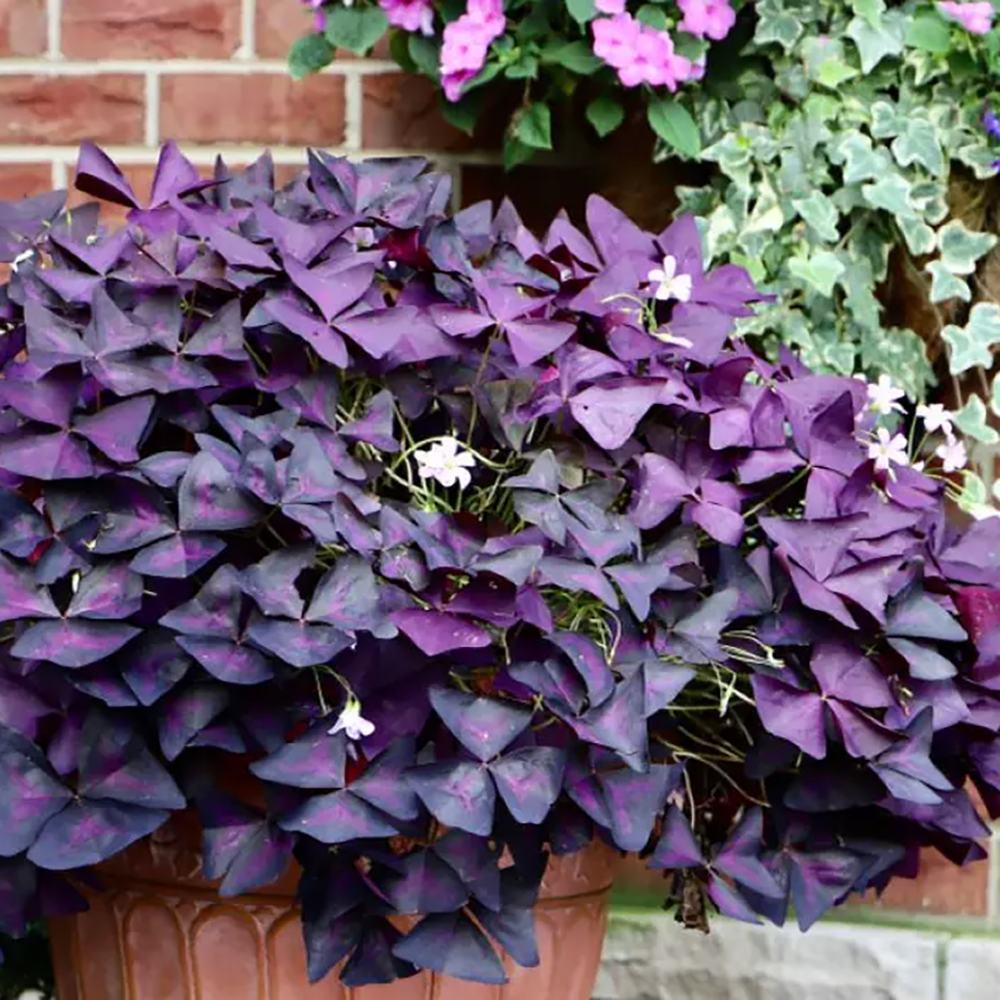 Trifoiul Norocos Purpuriu (Oxalis triangularis) | Verdena – VERDENA