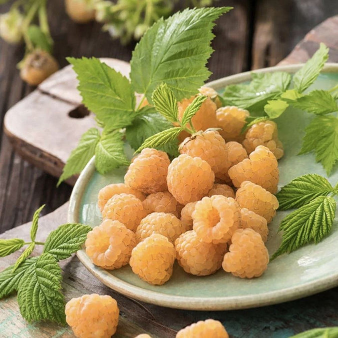 Zmeura Galbena Golden Everest (Rubus Idaeus) | Verdena – VERDENA