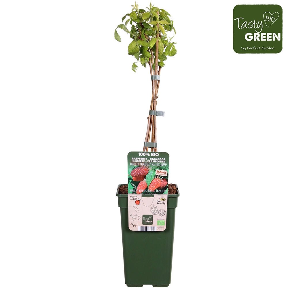 Zmeur Rosu Autumn Happy (Rubus Idaeus) | Verdena – VERDENA