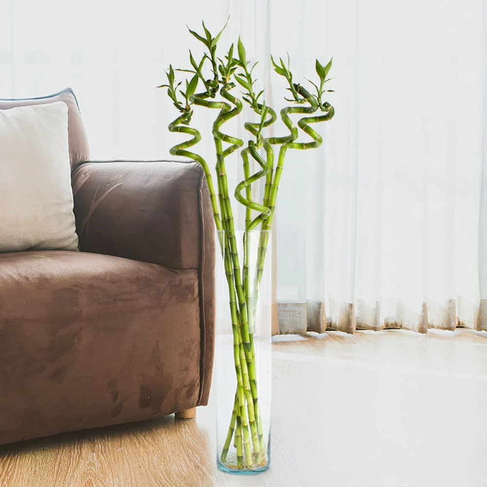 Bambus Ondulat Lucky/Norocos Spiral - 100 cm | Verdena