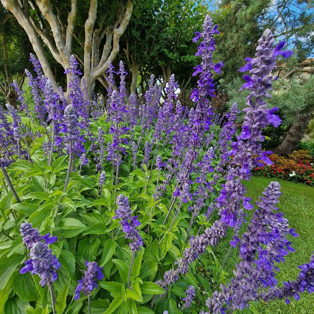Isop Agastache Blue Fortune | Verdena – VERDENA