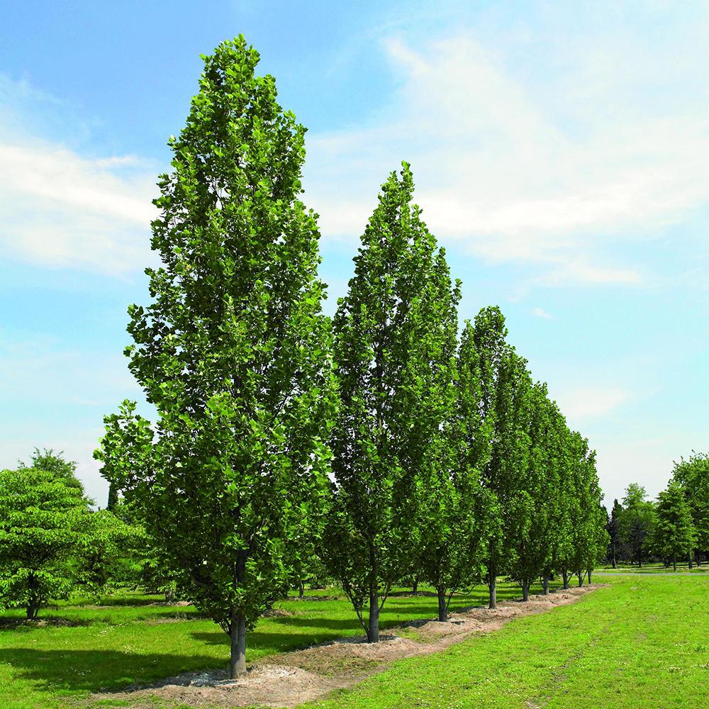 Arborele de Lalea Columnar (Liriodendron tulipifera fastigiata ...