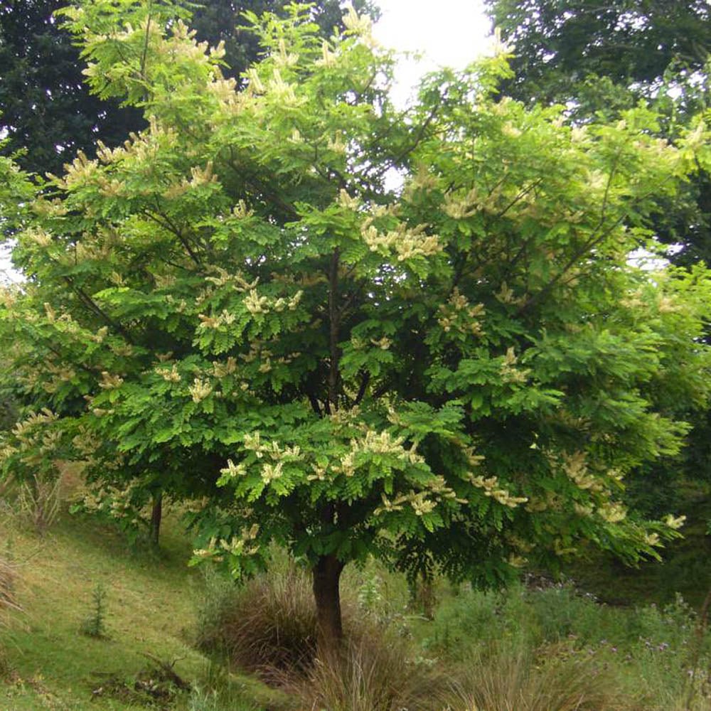 Arborele Amur Maackia Amurensis | Verdena – VERDENA