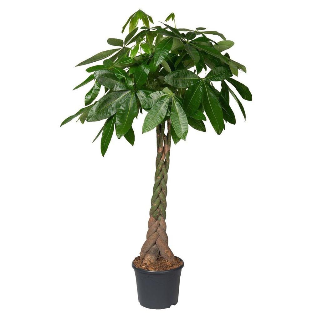 Arborele Banilor (Pachira aquatica) - 110/120 cm | Verdena – VERDENA