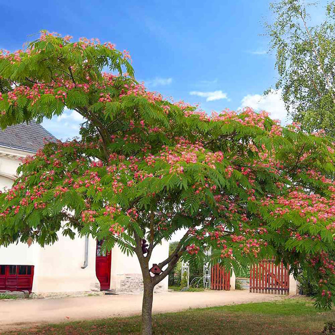 Arbore de Matase | Design Deosebit in Gradina | Verdena.ro – VERDENA