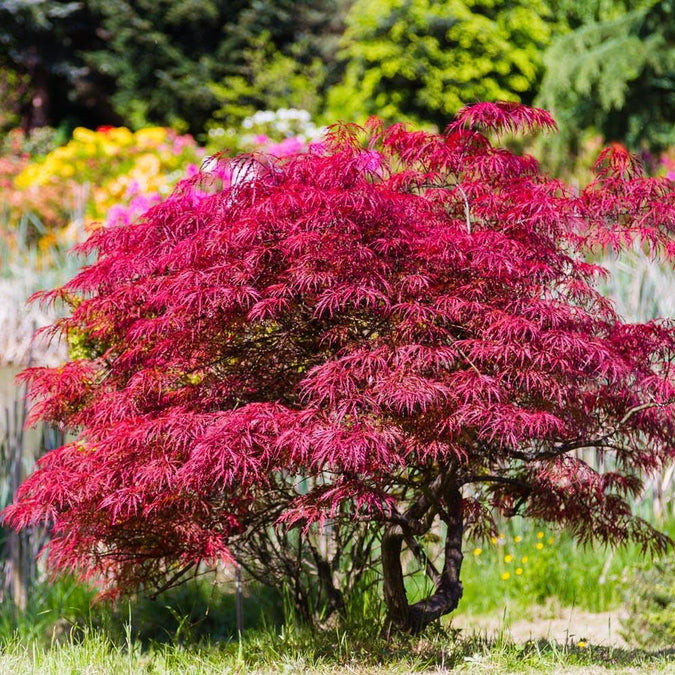 Artari japonezi | Eleganta Gradinii tale | Verdena.ro – VERDENA