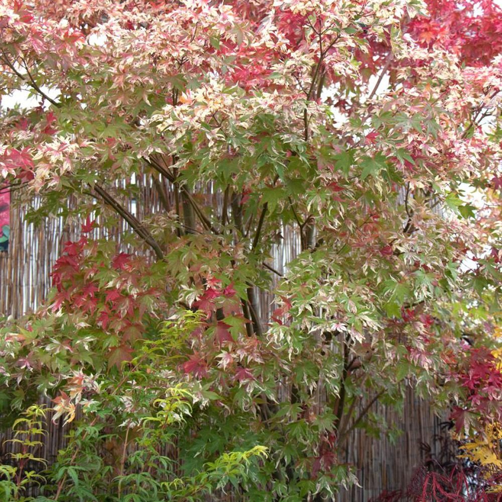 Artar Japonez Variegat Oridono-nishiki | Verdena – VERDENA