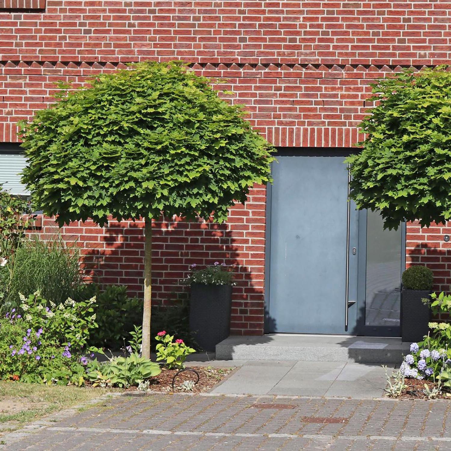 Artar norvegian Globular (Acer Platanoides globosum) | Verdena