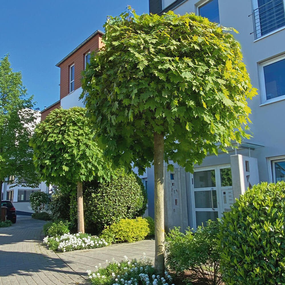 Artar norvegian Globular (Acer Platanoides globosum) | Verdena