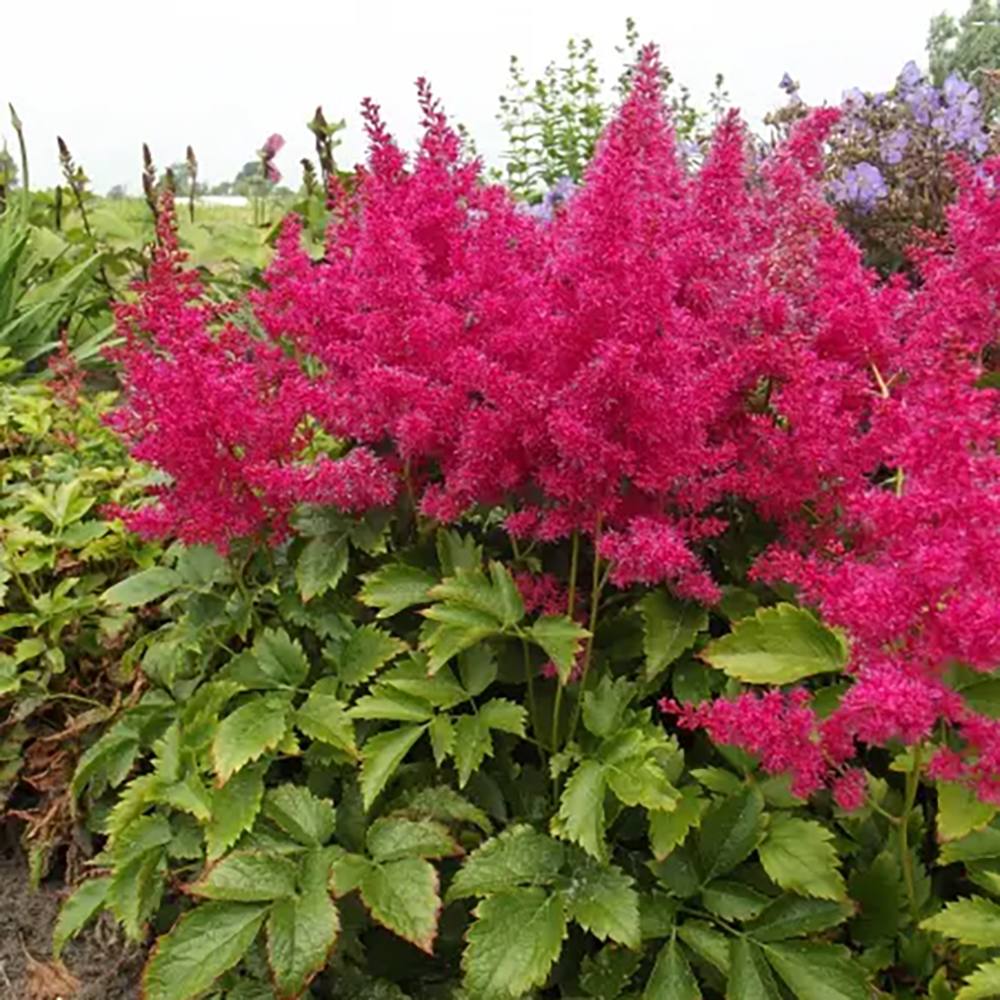 Astilbe Younique rosu-rubiniu Ruby Red | Verdena – VERDENA