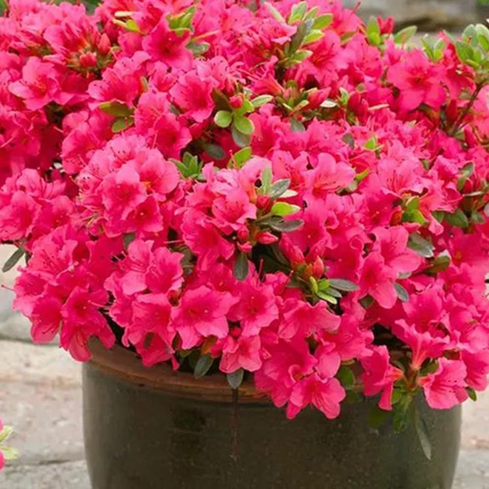 Azaleea Japoneza (Rhododendron) Geisha Pink | Verdena – VERDENA