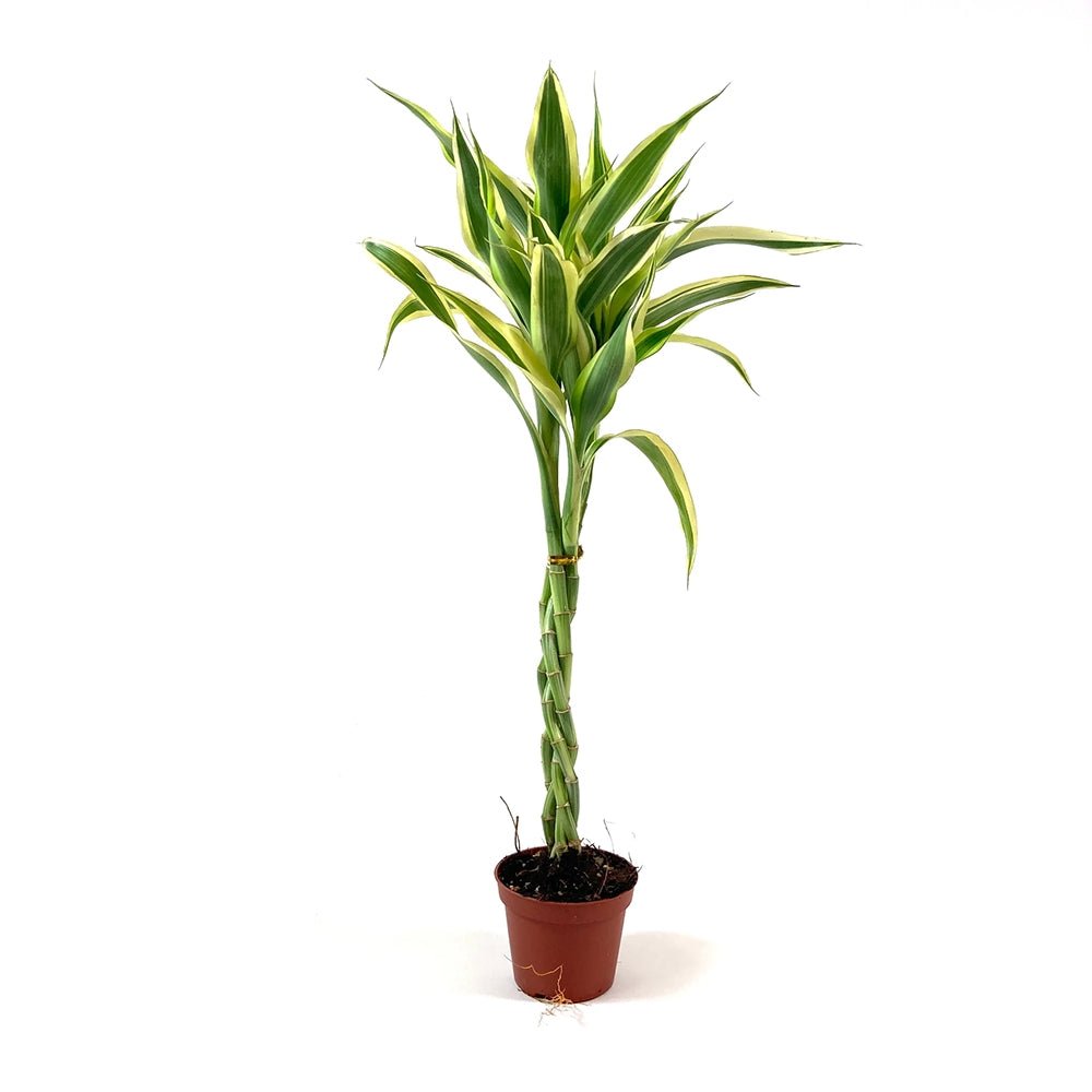 Bambus Norocos/Lucky Dracaena Cintho 5 tulpini impletite | Verdena ...