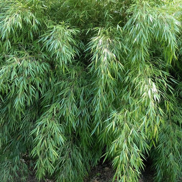 Bambus de gradina Rufa (Fargesia Rufa)- Neinvaziv | Verdena