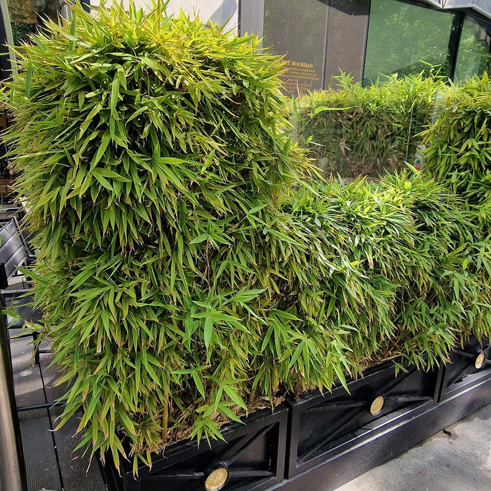 Bambus de gradina Rufa (Fargesia Rufa)- Neinvaziv | Verdena